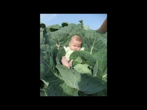 kelem gul acdi nonali I hate them