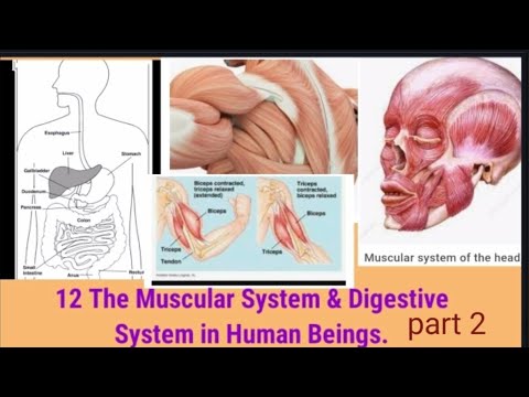 standard 7 lesson no 12 The Muscular system and Digestive system in ...