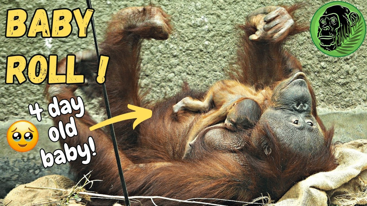 Mother Orangutan Rolls With Adorable 4 Day Old Baby - YouTube