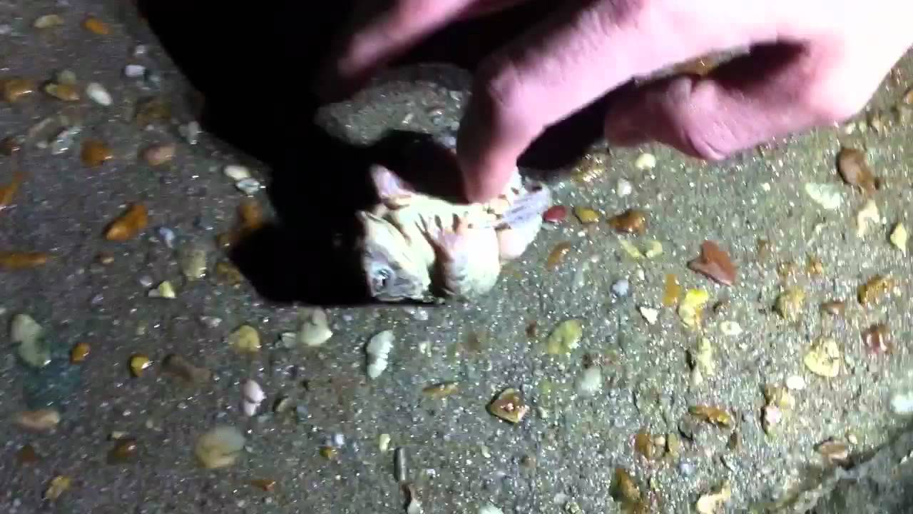 Tickle Toad - YouTube