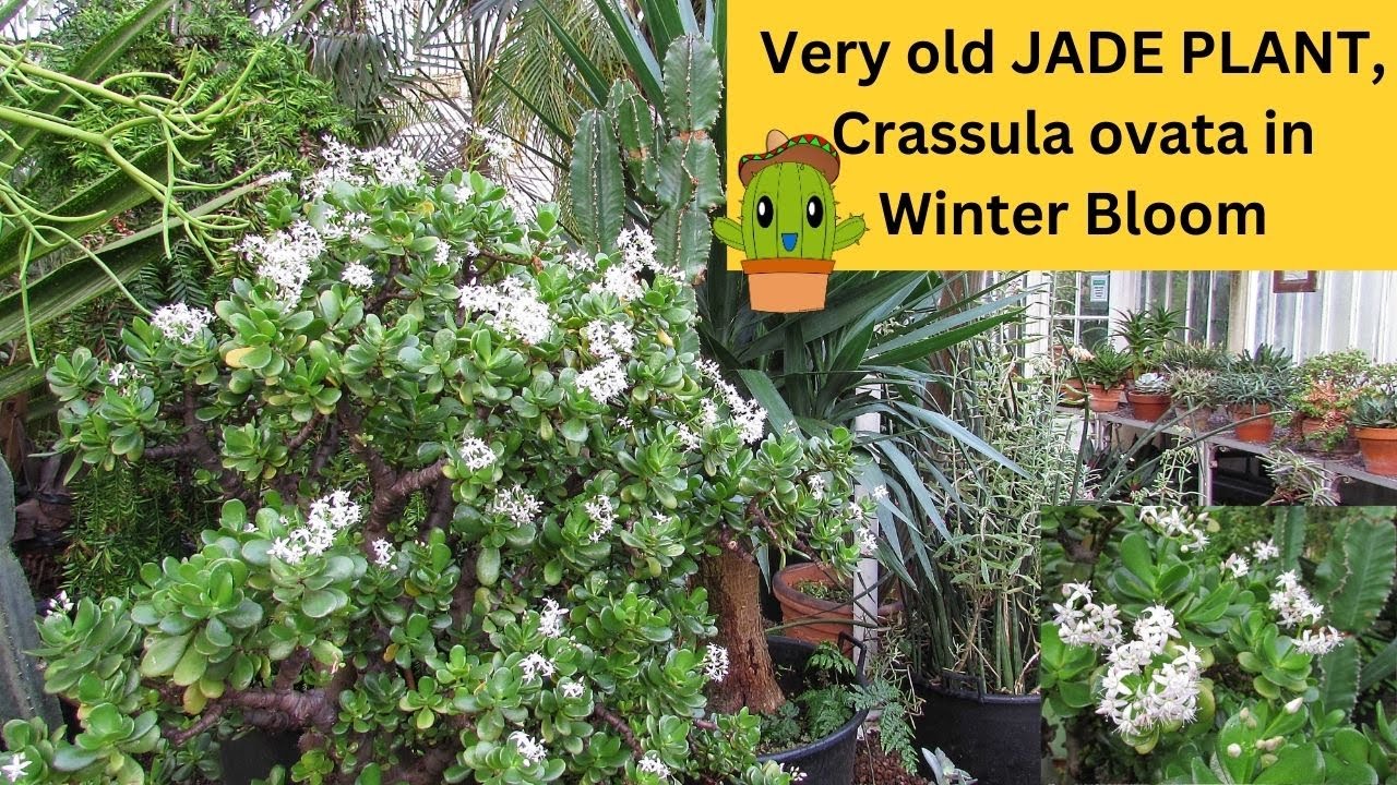 Very old JADE PLANT, Crassula ovata in Winter Flower #succulents # ...