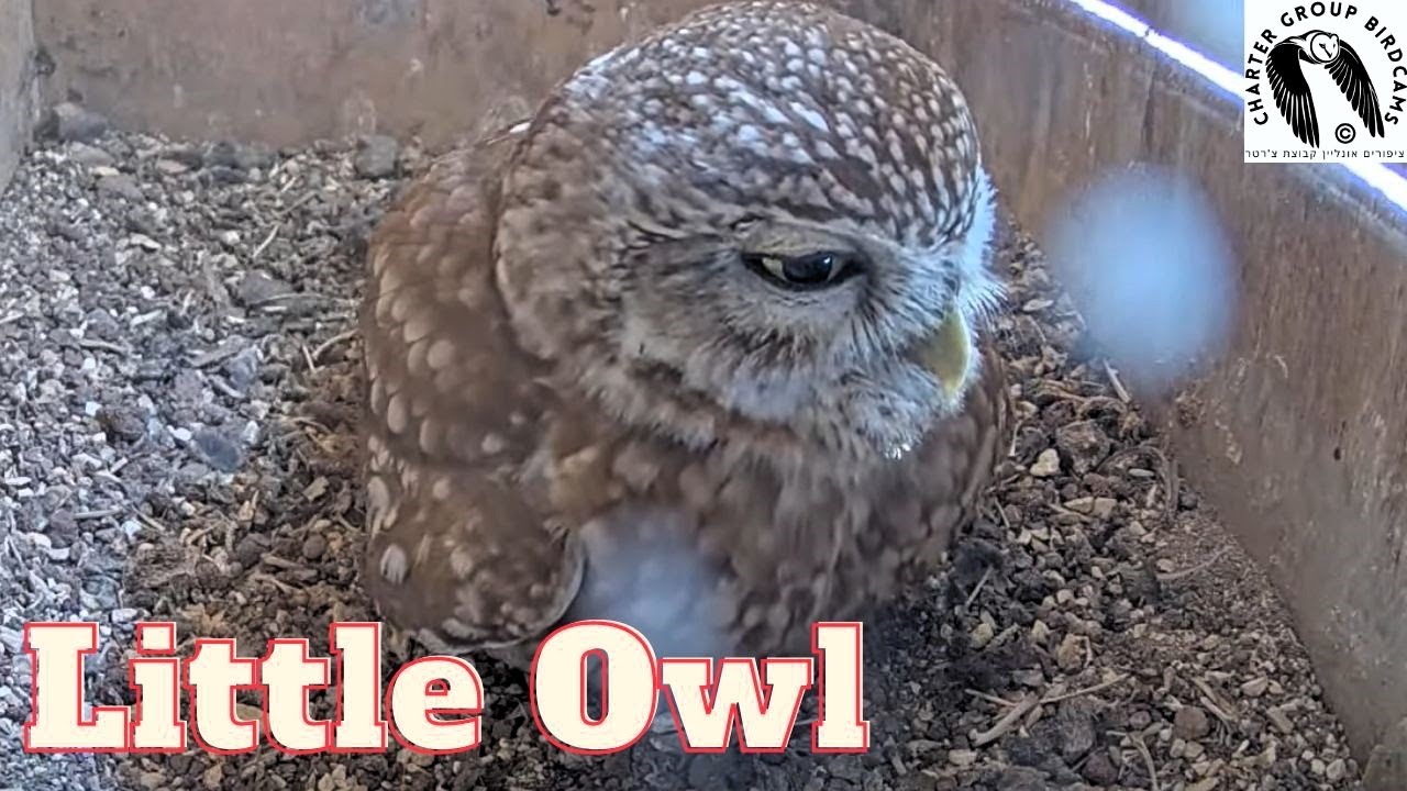 Adorable Little Owl Getting Nest Ready To Lay Eggs! 🦉🥚 - YouTube