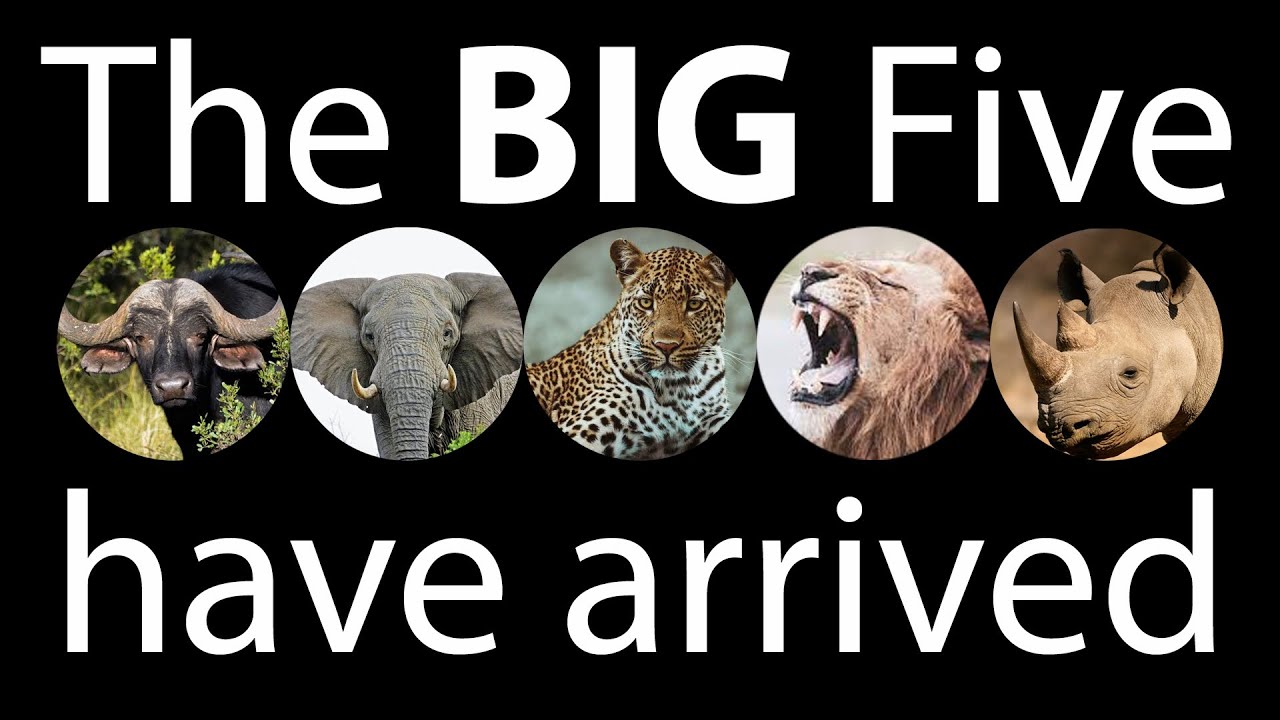 Enjoy watching the big 5 and their surroundings. - YouTube