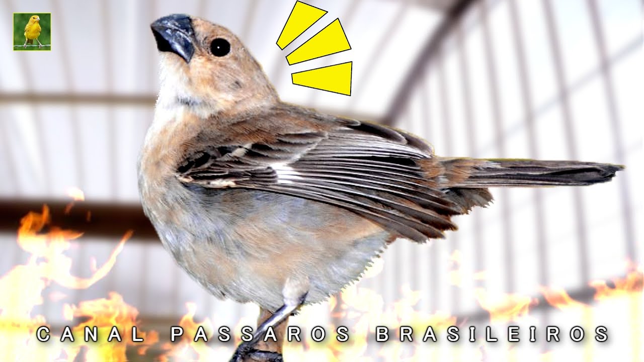 TESTADO! Caboclinho Fêmea que Esquenta Seu Caboclinho na Hora !!! - YouTube