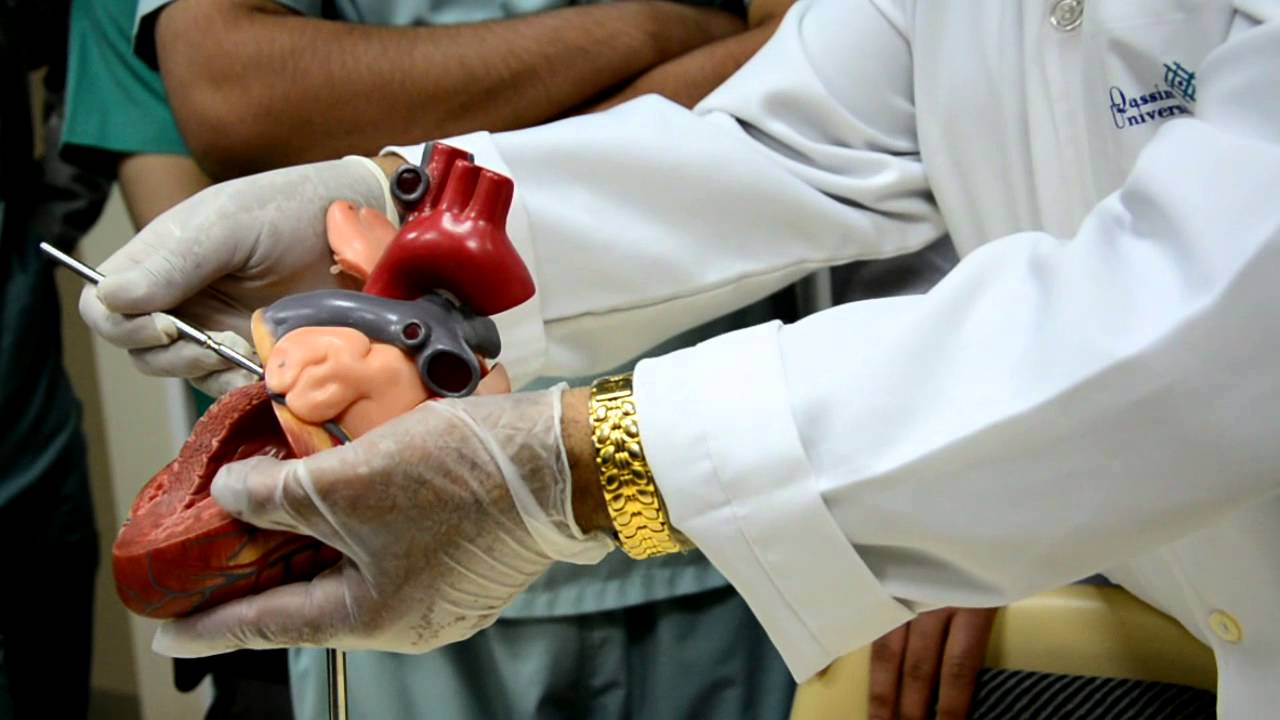 Anatomy.Lab.Dr.Khalid&Nader.Pericardium,external and internal features ...