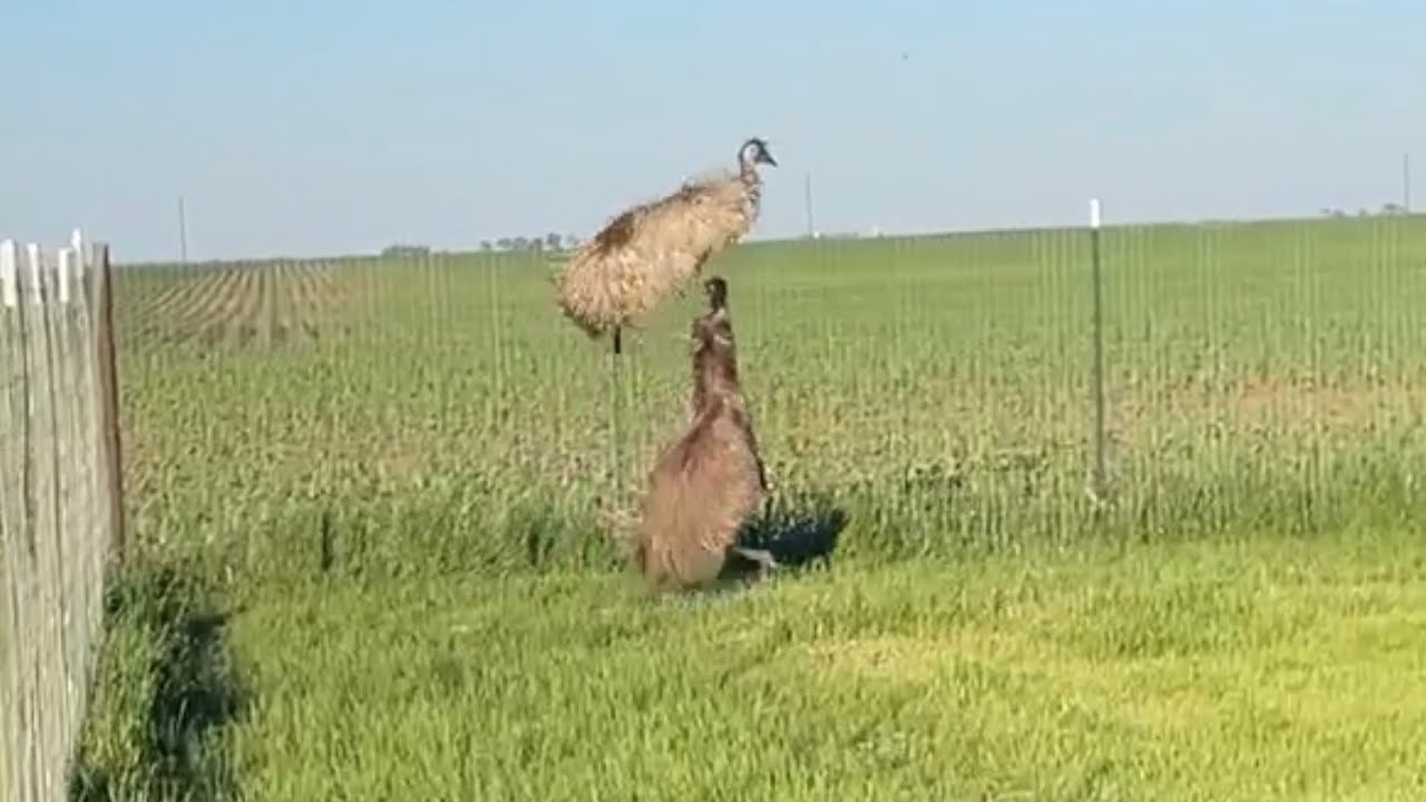 Emu Almost Jumps 6 Foot Fence - YouTube