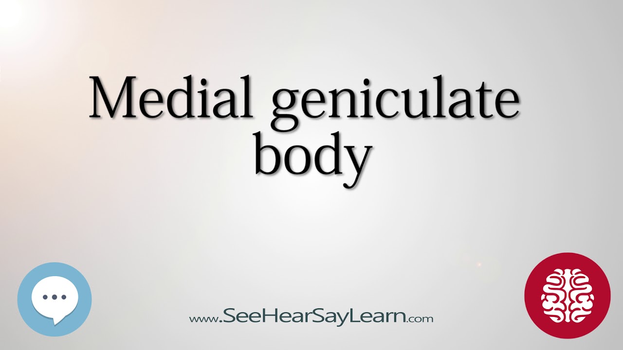 Medial geniculate body Anatomy of the Brain SeeHearSayLearn 🔊 - YouTube