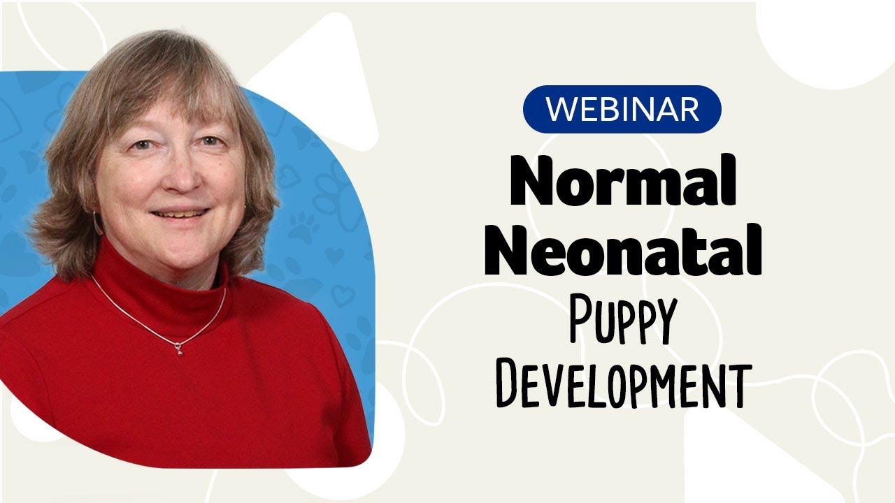 Normal Neonatal Puppy Development Webinar - YouTube