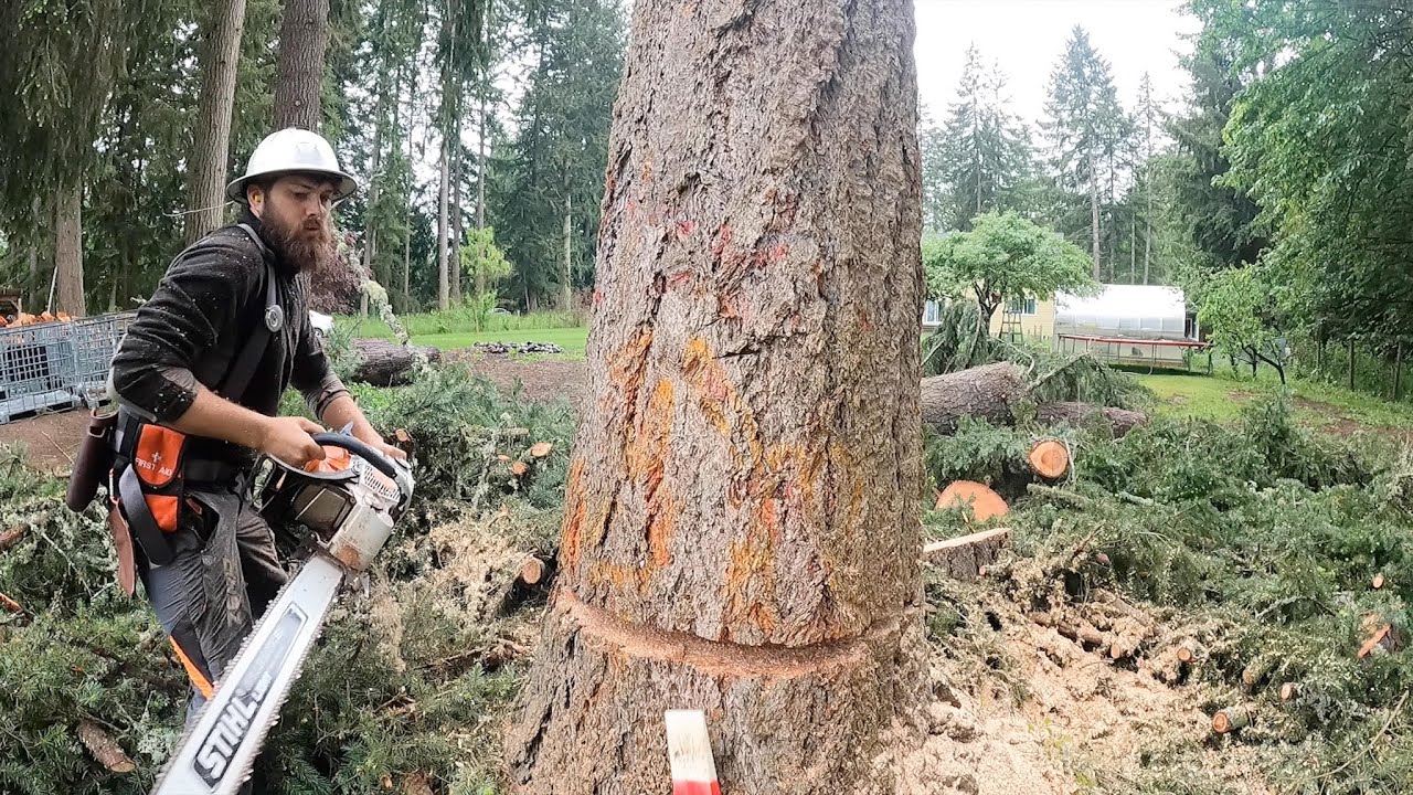 Cutting Down a Couple Fir Trees 🪓🌲 - YouTube