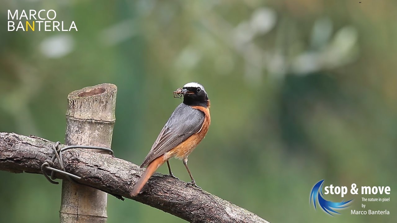 Il Codirosso comune (Phoenicurus phoenicurus) - YouTube