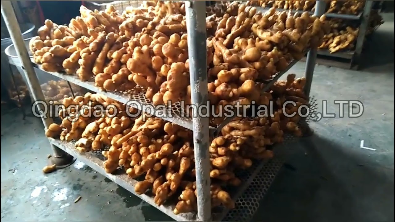 How to process Chinese Fresh Ginger for exporting - YouTube