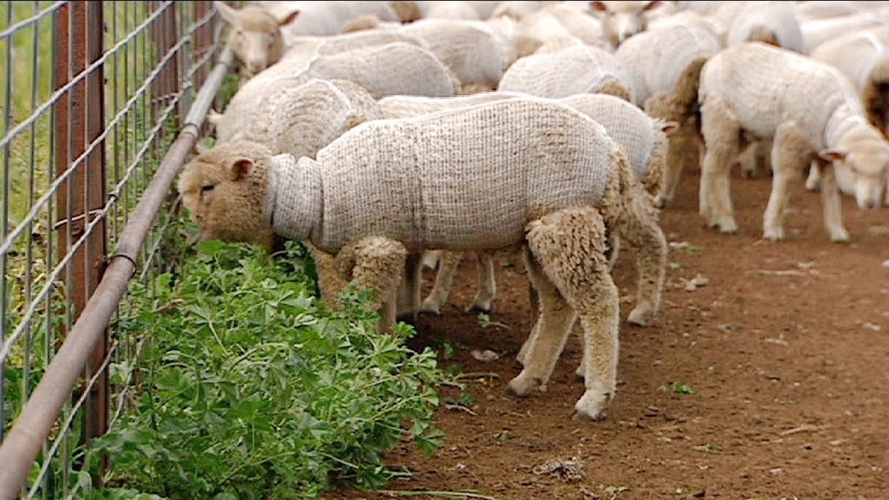 Farmer Uses a Shocking Modern Technique You've Never Seen - Amazing ...