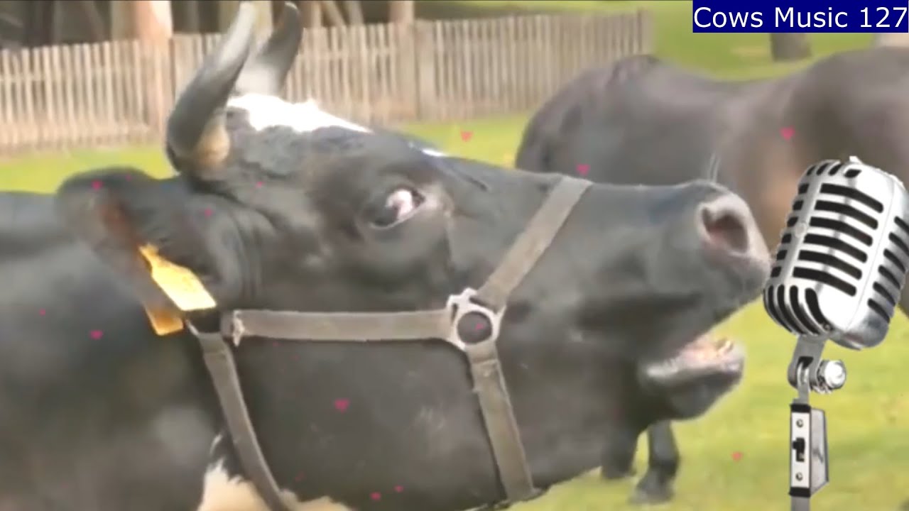 FUNNY COW DANCE 127 | COW LOVELY SONG & COW SOUNDS | FUNNY COW | COWS ...