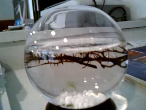 Tiny shrimp ecosystem - YouTube