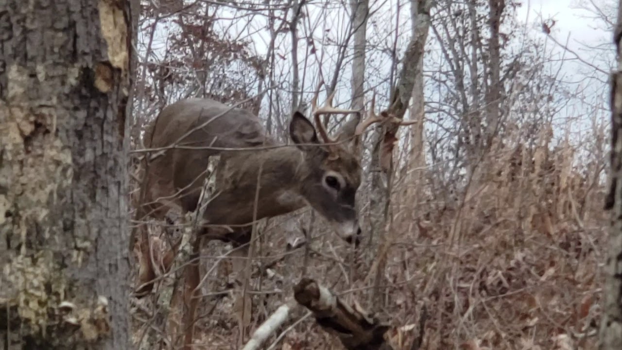 8 pointer at 8 yards - YouTube