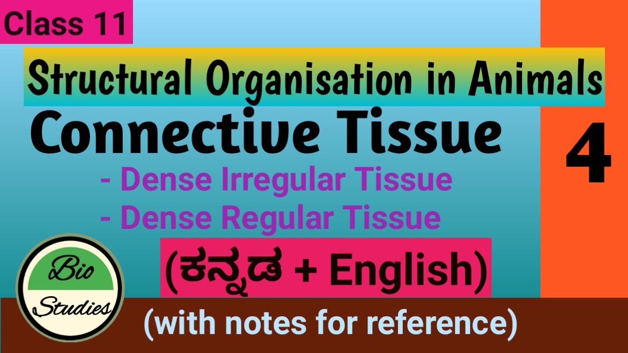 Class 11 - Structural Organisation in Animals - 04 - Dense connective ...