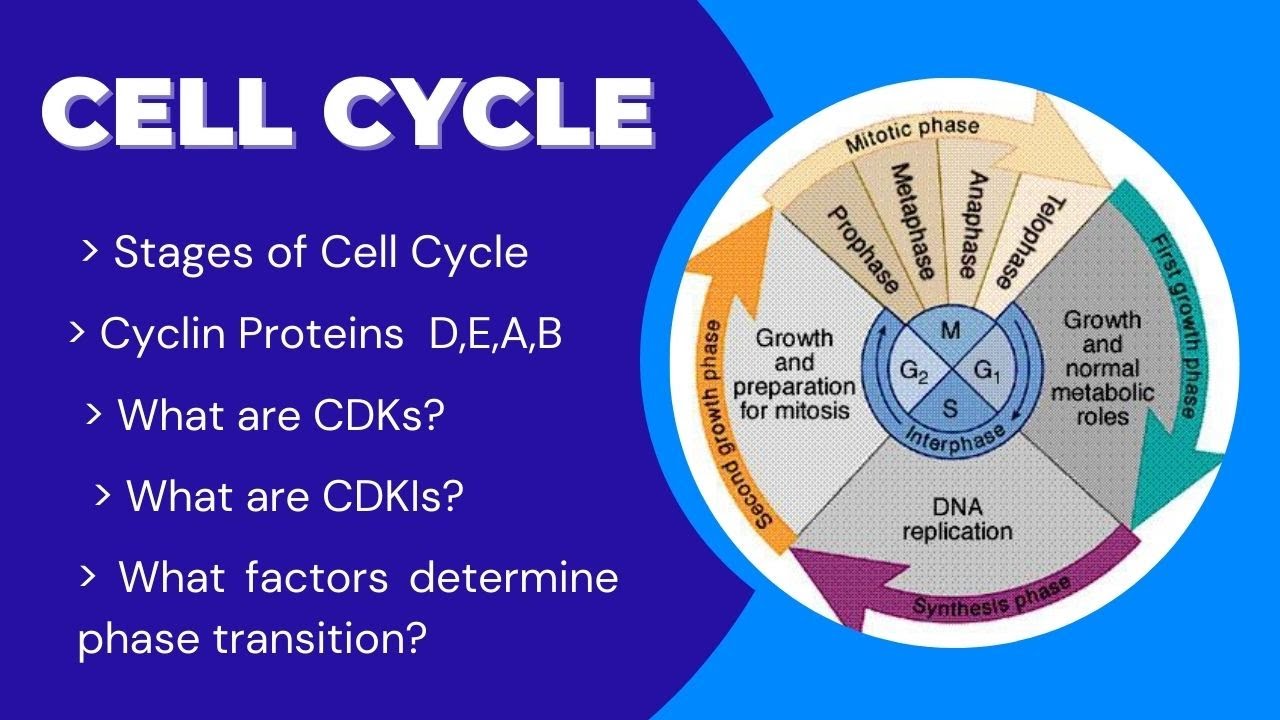 Cell Cycle and the role of Cyclin Proteins and inhibitors in Regulation ...