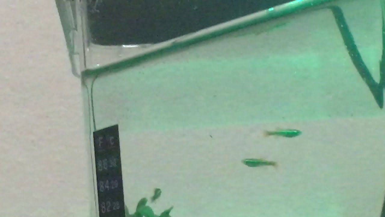 My new pet White Cloud Mountain Minnows (Tanichthys albonubes) eating ...