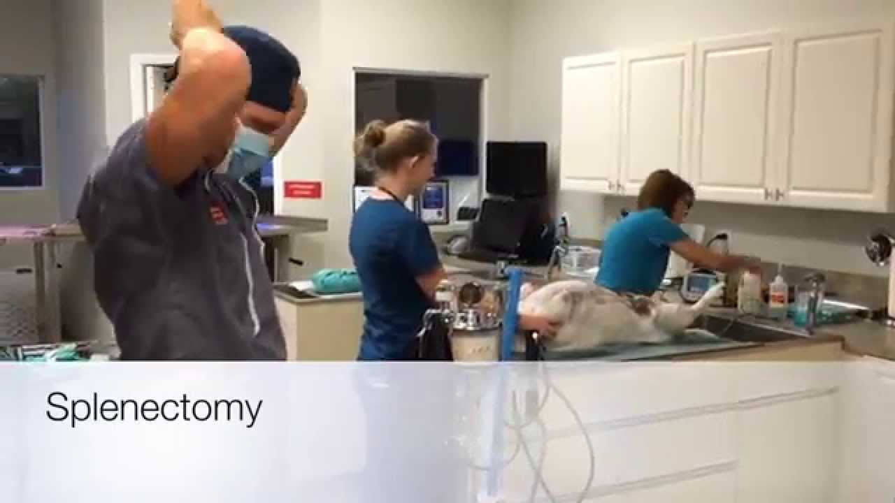 Splenectomy Surgery - YouTube