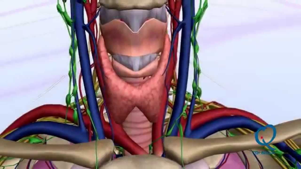 Anatomía básica de la tiroides - YouTube