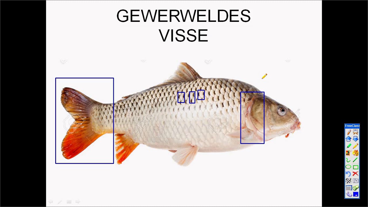 Graad 7 Nw Kwartaal 1 2021 Gewerwelde diere Deel 1 - YouTube