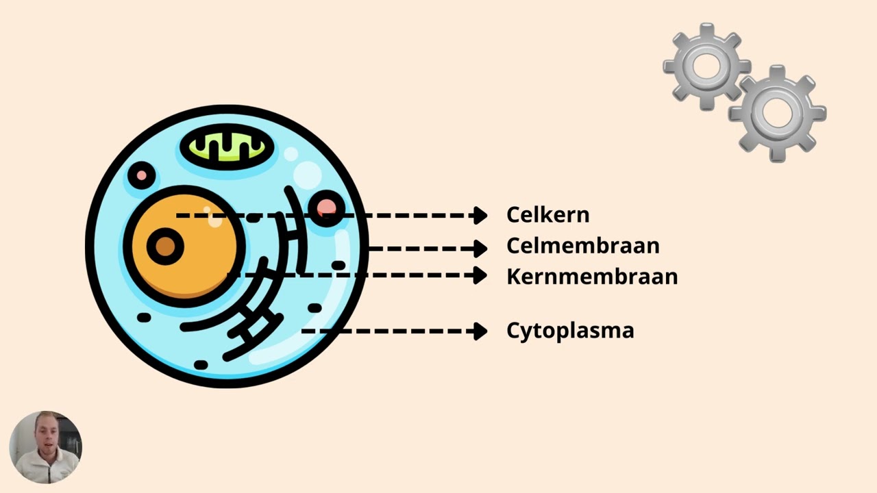 Biologie voor Jou | Hoofdstuk 1 Organen en cellen | Dierlijke cellen ...