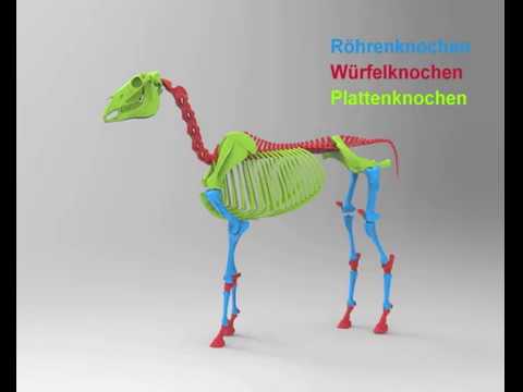 Lehrfilme Ausbildung Tierheilpraktiker
