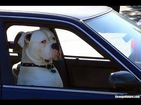 FUNNY DOG VIDEO, When dog ride a car, what you expect.??? - YouTube