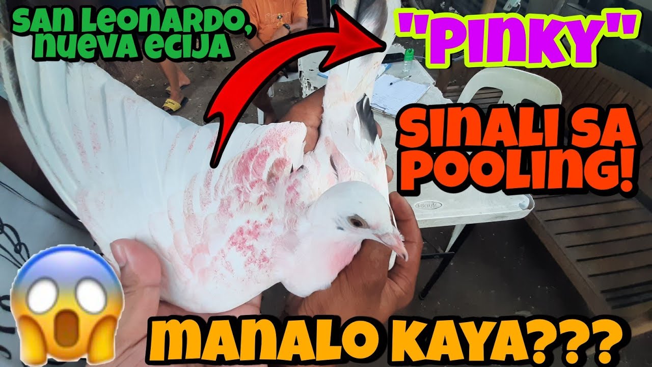 KULAY PINK NA KALAPATI SINALI SA KARERA, MANALO KAYA?!🤔 |SUMMER 2021 ...