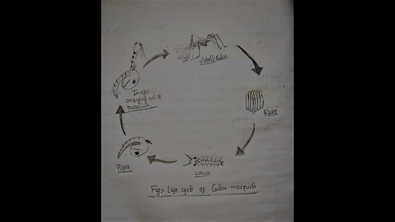 How to draw a life cycle of Culex mosquito?#drawing| It's_me_angel ...
