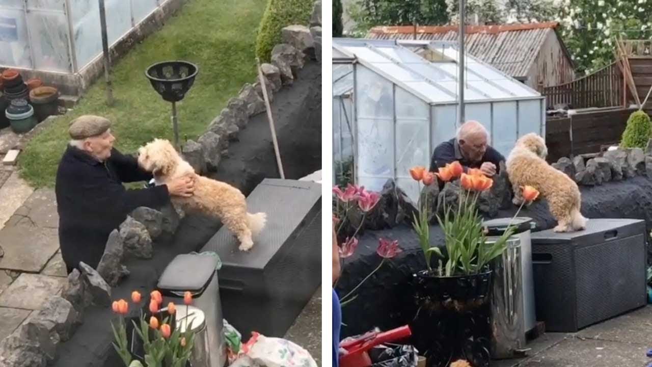 Dog And Elderly Neighbour Become Best Friends - YouTube
