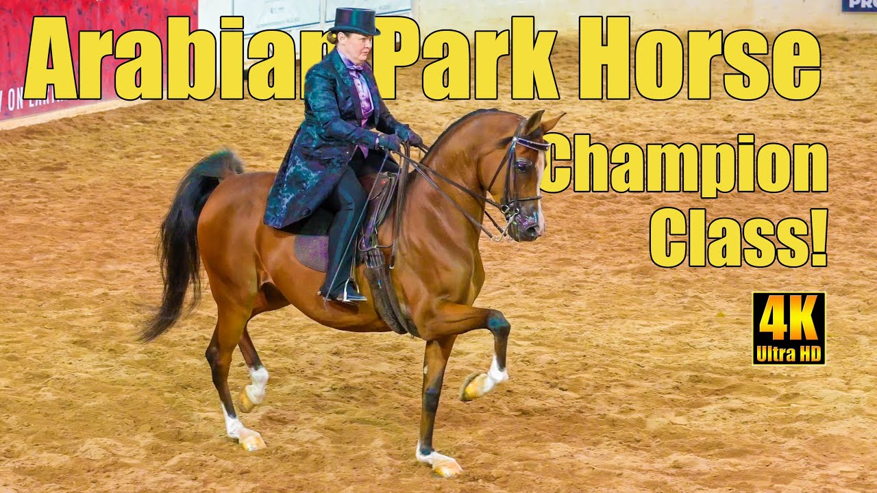Arabian Park Horse Championship at Scottsdale Arabian Horse Show - YouTube