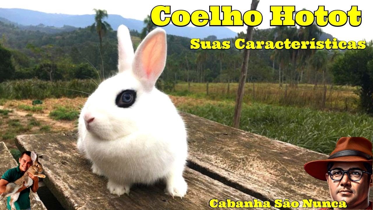 Coelho Hotot e suas características - YouTube