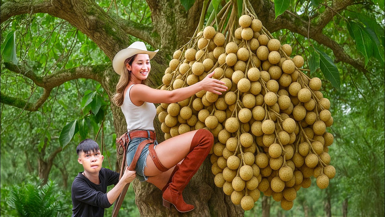 Harvesting 100kg Of Longan For Sale | How To Make Dried Longan ...