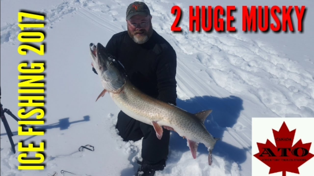 2 huge 52" monster musky ice fishing 2017 - YouTube