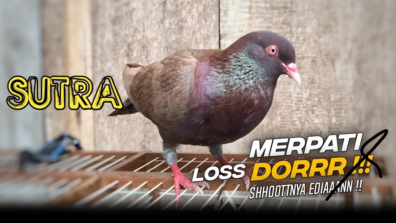 Salah satu merpati terbaik Lampung !! SUTRA saat JUARA BOB di Lapak New ...