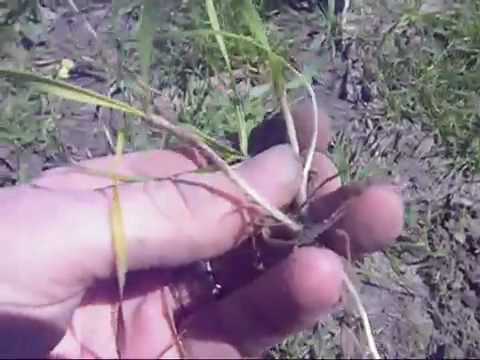 How to count Wheat Tillers - YouTube
