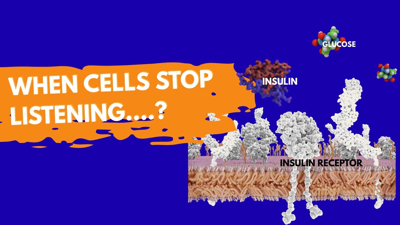Insulin Resistance Explained | Why Cells Stop Responding to Insulin ...
