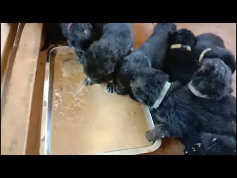 German Shepherd WL puppies 3rd & 4th week (Ciera's 4th Litter) Kirtoy TV