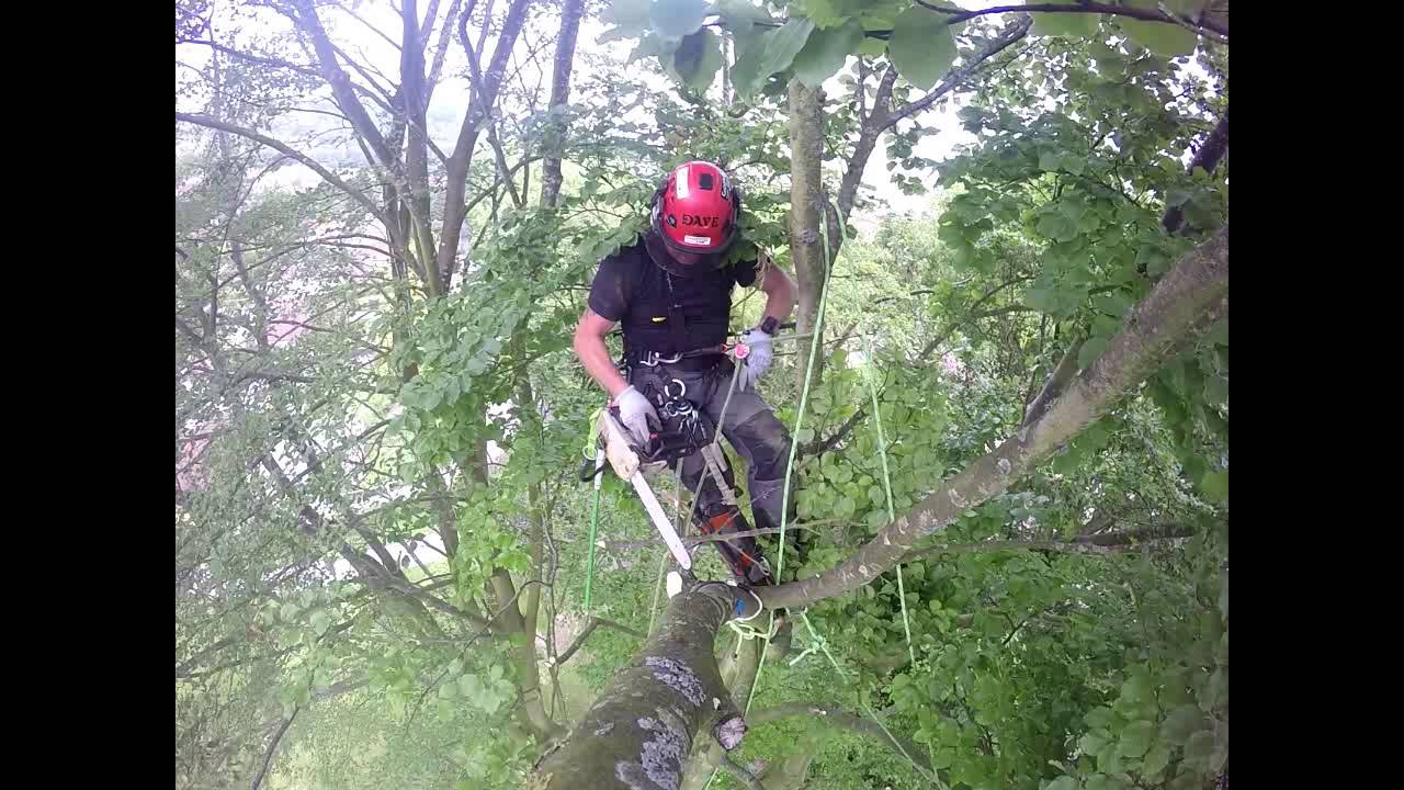 speed lining beech tree datreesurgeons.co.uk kent arborist - YouTube