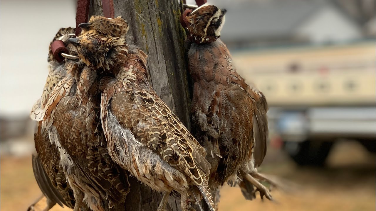 Kansas Bobwhite Quail! Covey EXPLOSION!! - YouTube