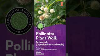 Buttonbush