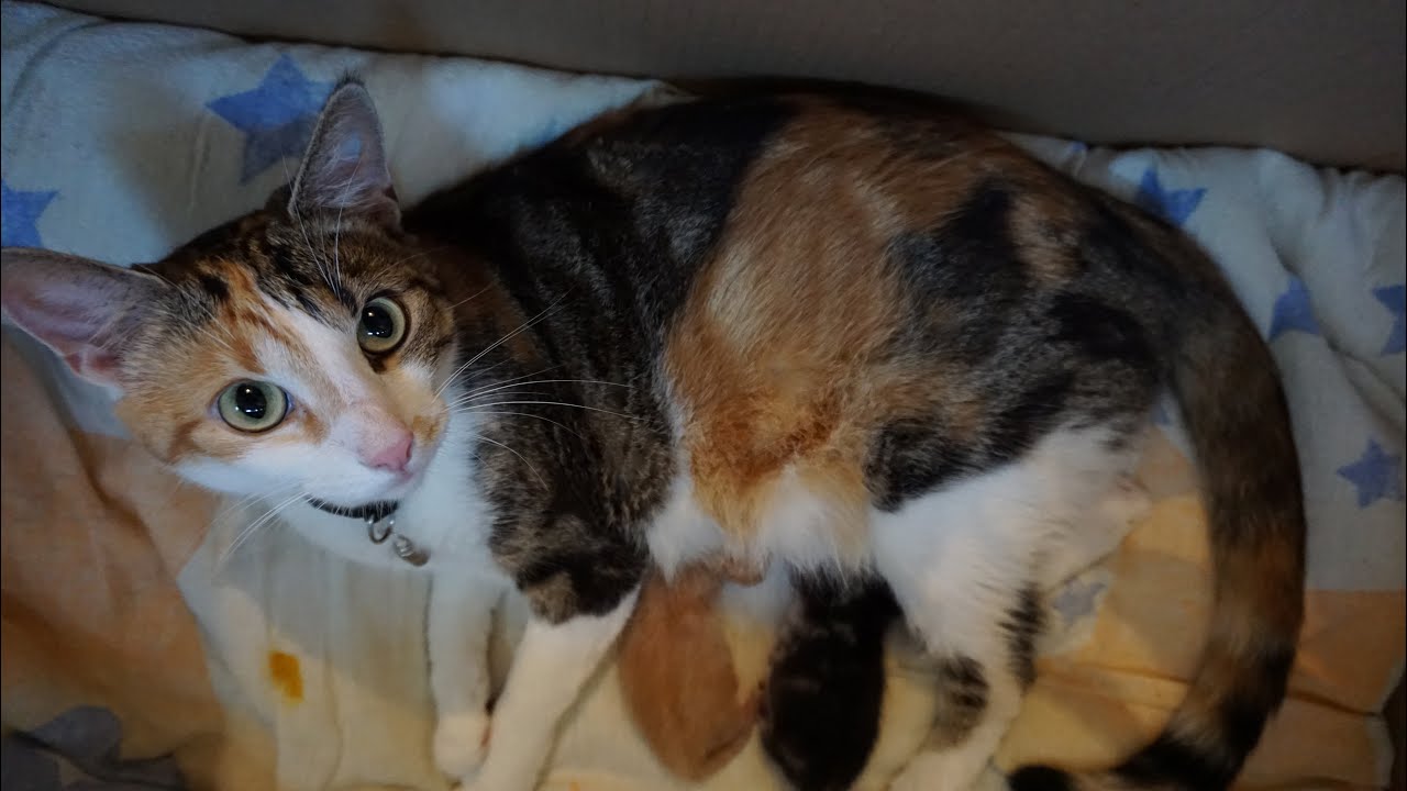 0 day old kittens - Naoki & Kit - YouTube