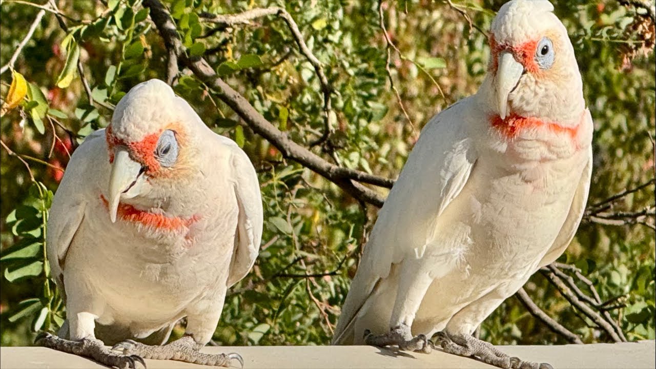 Funny Bird Videos that will make you chuckle 🤭 - YouTube