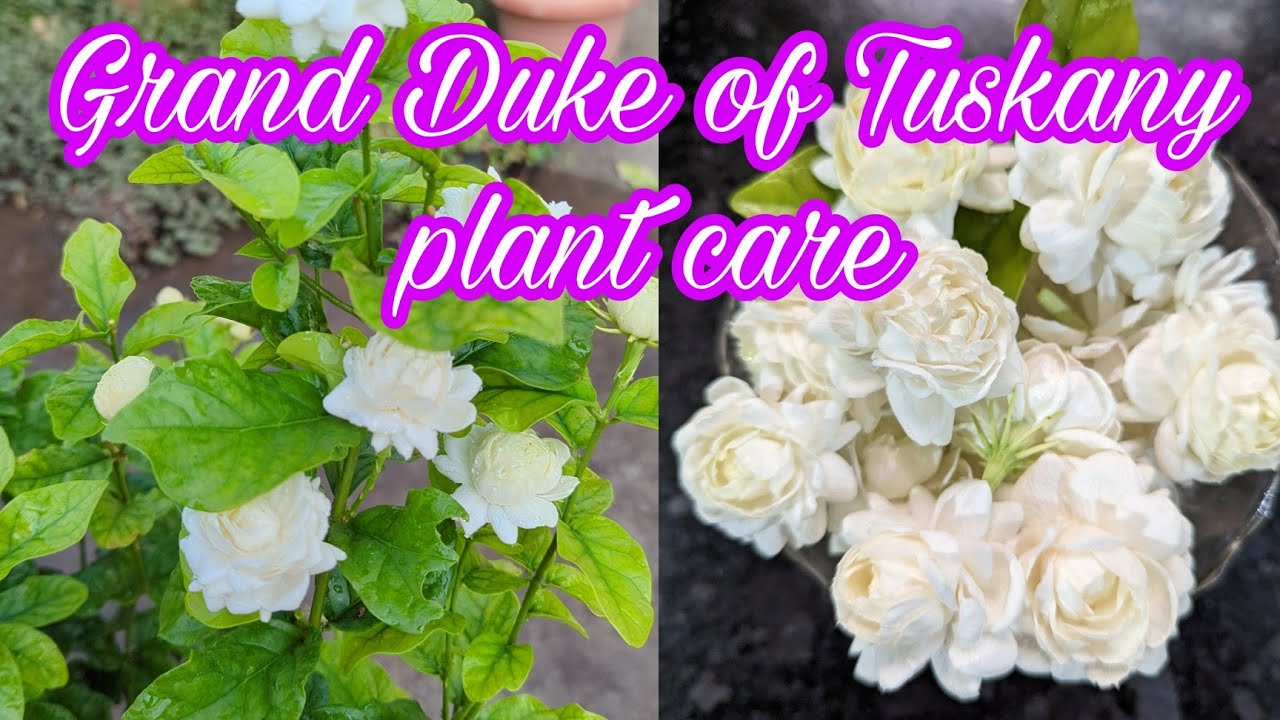 Grand Duke of Tuscany / Arabian Jasmine plants and it's care 🌿 - YouTube