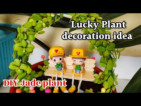 Jade Plant l Jade plant decoration ideas l DIY Jade plant cutting ...