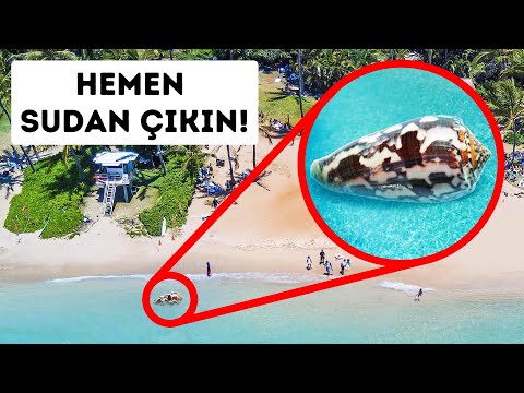 Bu Salyangozu Görürseniz, Yavaşça Geri Çekilin