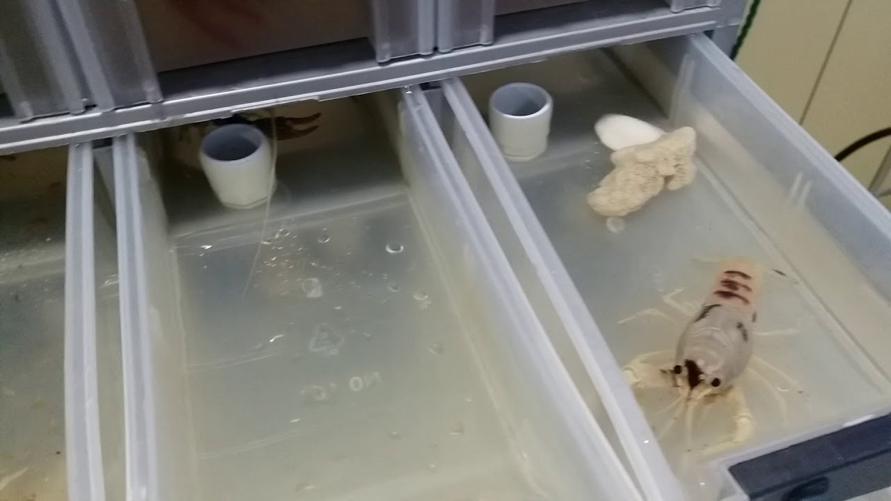 Singa Crayfish Beautiful Cow Crayfish in Crayfish Condo - YouTube