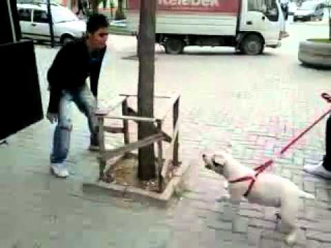 Pitbull Kızım Lisa TEHLIKE