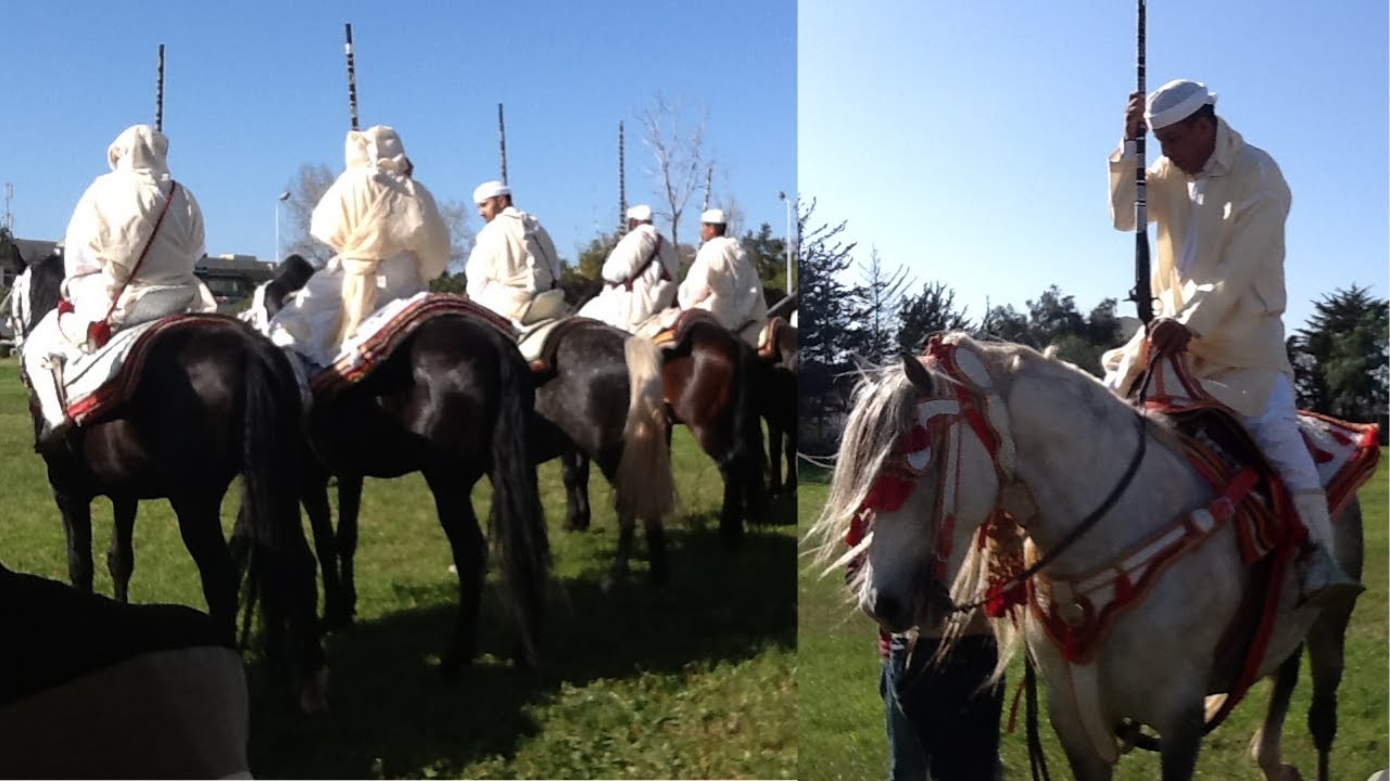 Tbourida in Morocco - Meknes - YouTube